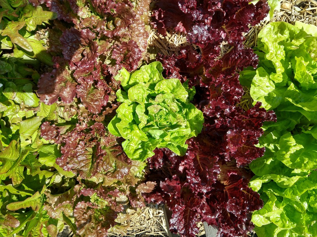 Grow Lettuce at Home – Seeding & Amazing Spring Varieties - Innovating ...
